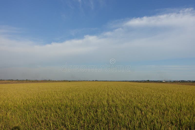 Paddy Field stock image. Image of grown, rice, plots - 94851541