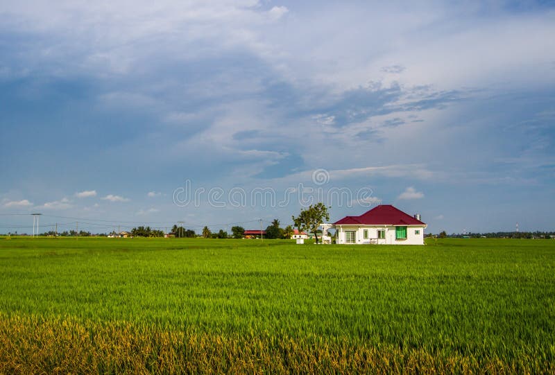 Paddy field stock photo. Image of malaysia, ripe, farmland - 46116364