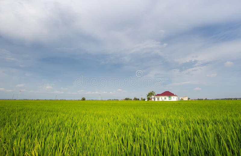 Paddy field stock image. Image of asia, grow, malaysia - 46116365
