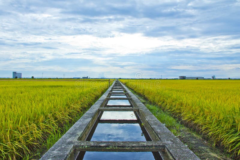 Paddy Field, Sekinchan, Selangor, Malaysia Stock Photo - Image of water ...