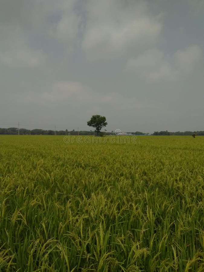 Paddy Field and Sky with White Cloud Stock Image - Image of cloud ...