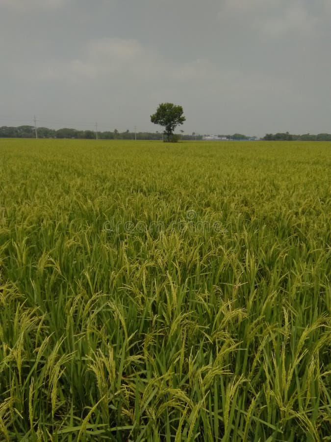 Paddy Field and Sky with White Cloud Stock Image - Image of paddy ...