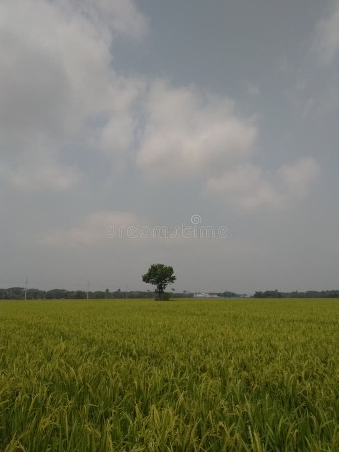 Paddy Field and Sky with White Cloud Stock Photo - Image of white ...