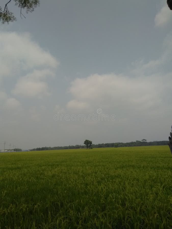 Paddy Field and Sky with White Cloud Stock Photo - Image of field ...