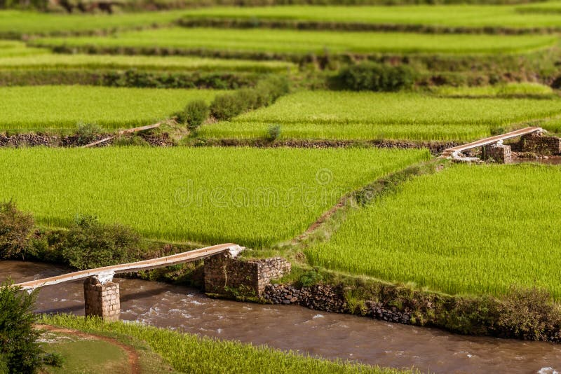 Paddy field stock photo. Image of environment, altitude - 154682956