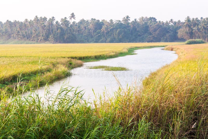 Kerala Paddy River Stock Photos - Free & Royalty-Free Stock Photos from ...