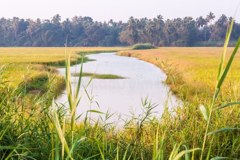 Paddy Field with Small River Stock Photo - Image of natural, asia: 87290026