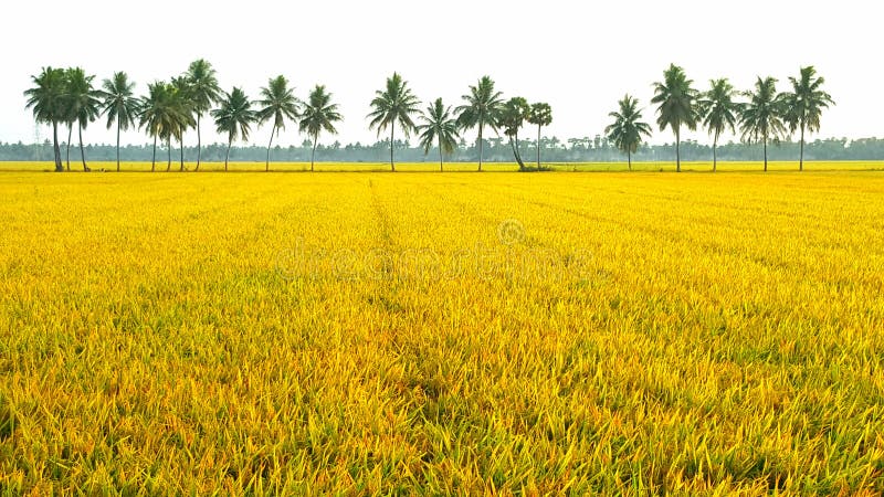 Paddy field stock photo. Image of paddy, bhimavaram, food - 98136904