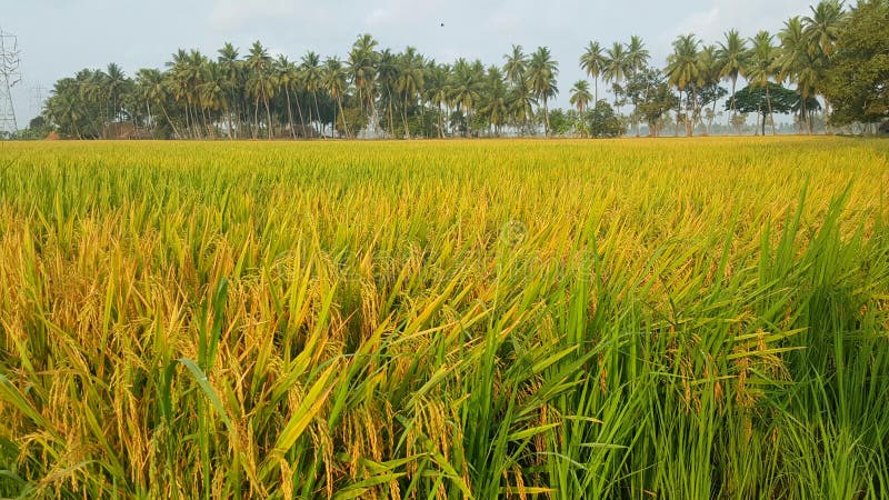 Paddy field stock image. Image of rice, outside, crop - 11870763