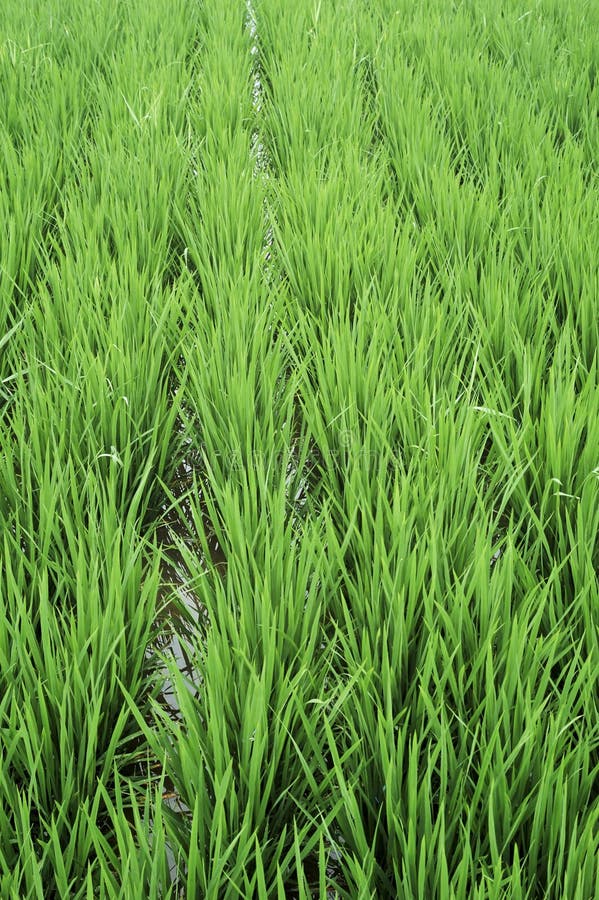 Paddy field stock image. Image of rice, outside, crop - 11870763