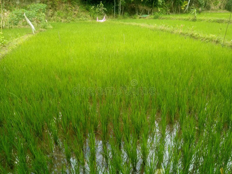 Paddy field in Sri Lanka stock image. Image of meadow - 250590933