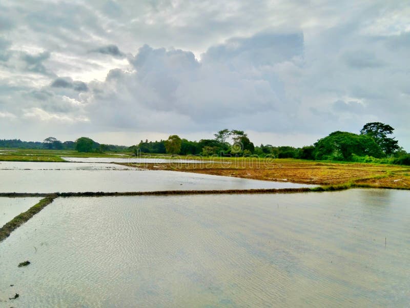 A paddy field in sri lanka stock photo. Image of cultivation - 251086584