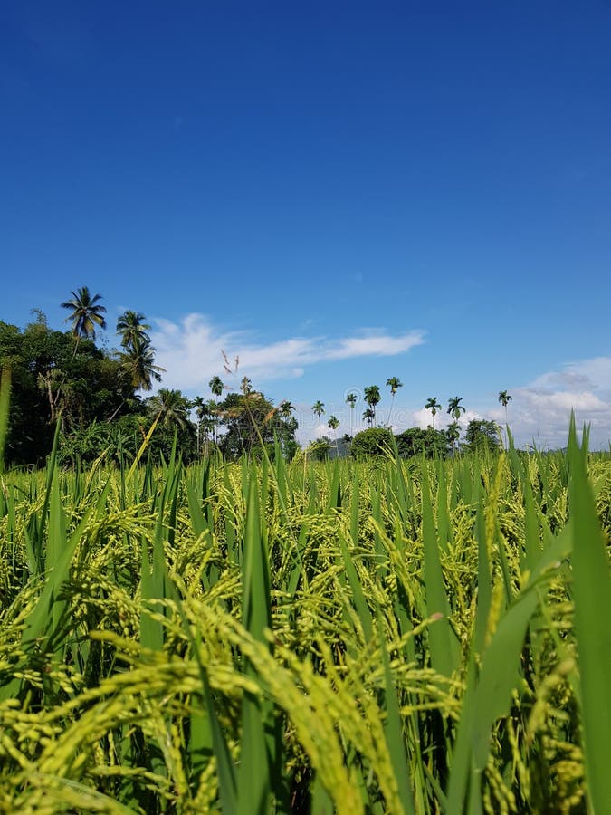 Paddy field in srilanka stock image. Image of progress - 268313705