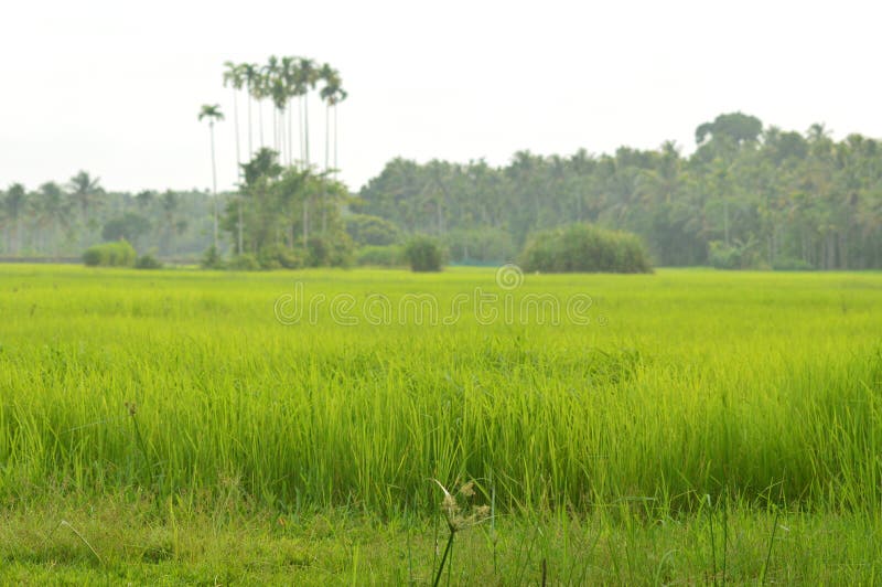 Paddy field summer season stock photo. Image of meadow - 183223332