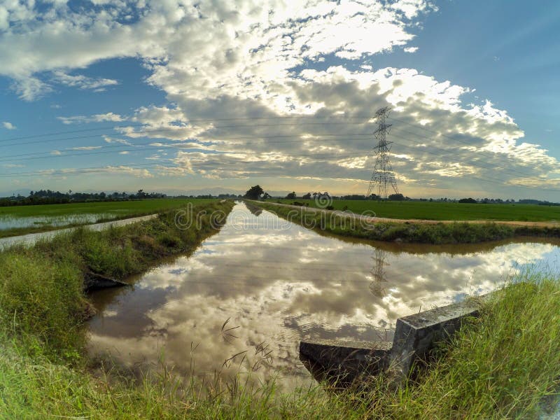 Paddy Field stock image. Image of rice, paddy, sungaimanik - 86424401