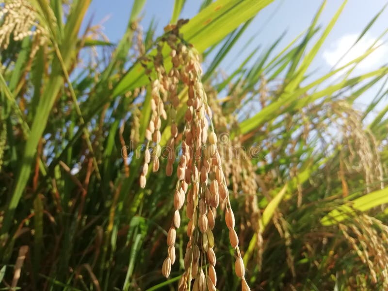Paddy Field in Sri Lanka stock photo. Image of lanka - 68352692