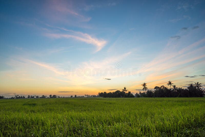 Paddy Field with Sunrise in Sungai Besar Stock Image - Image of ...
