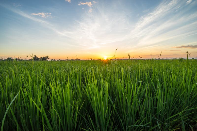 Paddy Field with Sunrise in Sungai Besar Stock Image - Image of grain ...