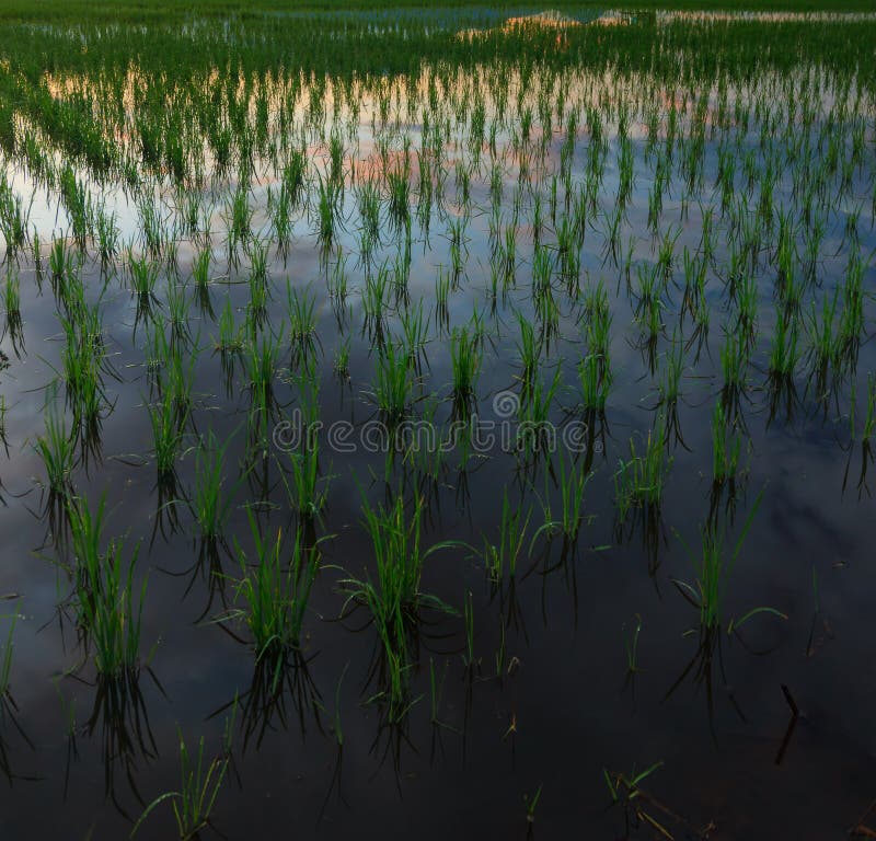 Terrace Rice Paddy Field at Ubud, Bali Stock Photo - Image of food ...