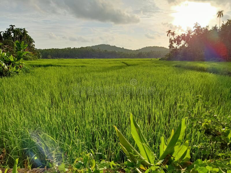 Paddy field and the sunset stock image. Image of prairie - 180452907