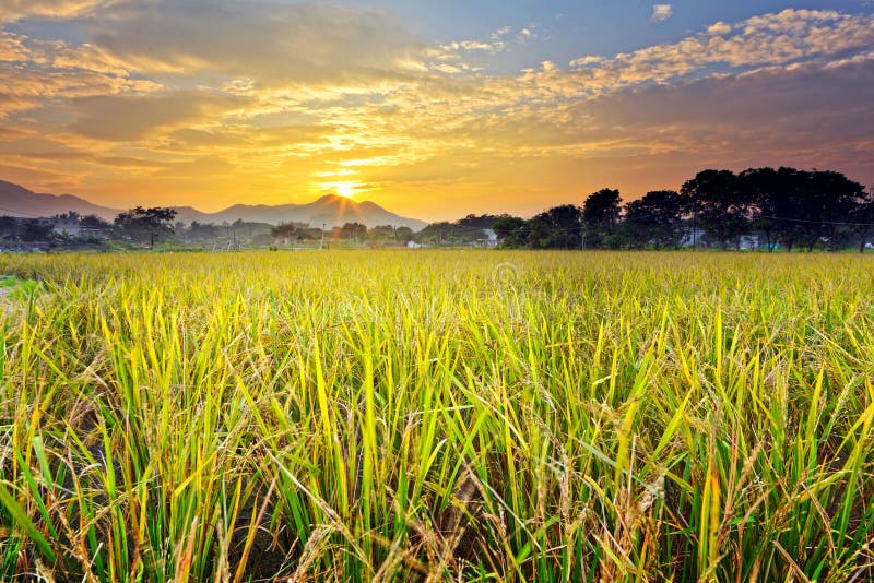 Paddy field with sunset stock photo. Image of country - 22804656