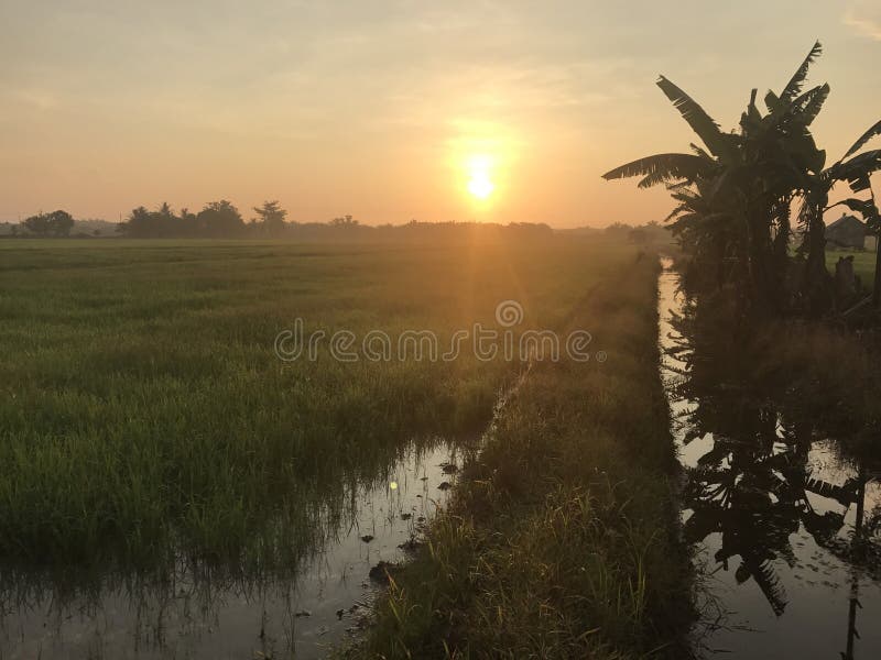 Sunset at paddy field stock photo. Image of wetland, prairie - 56851898