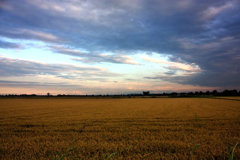 Paddy Field at Sunset at the Time of Harvest Stock Image - Image of ...