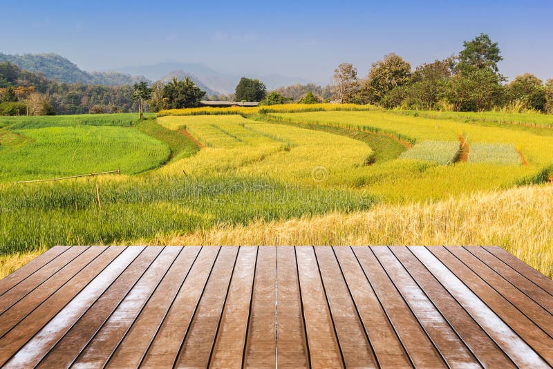 Paddy field and terrace stock image. Image of meadow - 52813817