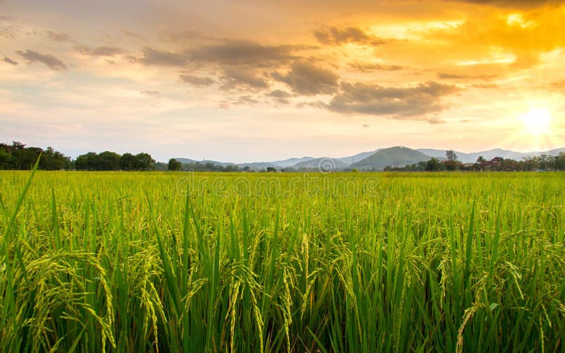 Paddy field stock image. Image of nature, grow, field - 42547379