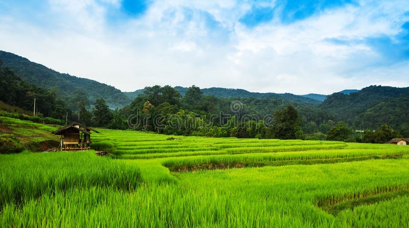 Paddy field in Thailand stock image. Image of green, nature - 44702171