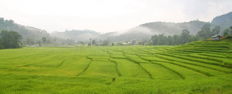 Paddy field in Thailand stock image. Image of culture - 35300305