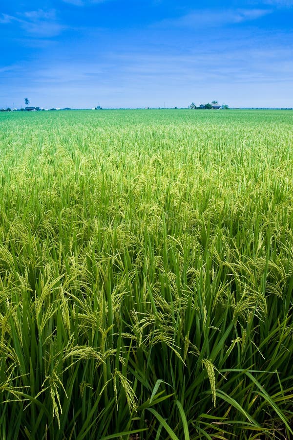 Paddy field stock image. Image of nature, grow, field - 42547379