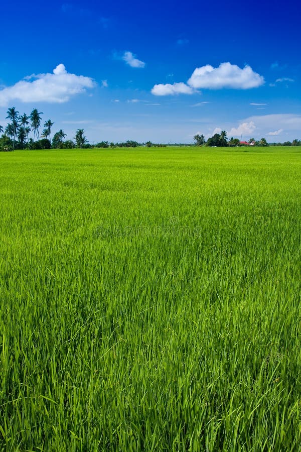 Paddy Field with yet To Ripen Grain and Blue Sky Stock Image - Image of ...