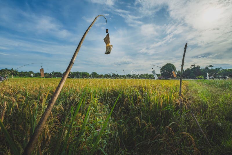 Paddy Field with Traditional Bird Scaring Methods Stock Photo - Image ...