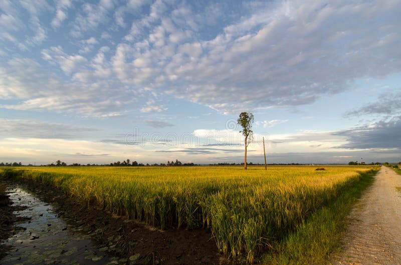 Paddy Field with a tree stock photo. Image of nature - 82226416