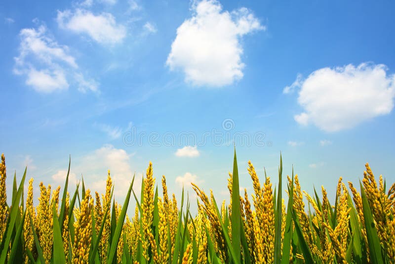 Paddy field stock image. Image of rice, outside, crop - 11870763