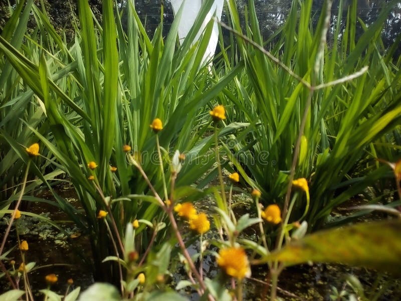 A flower with paddy field stock image. Image of paddy - 141585675