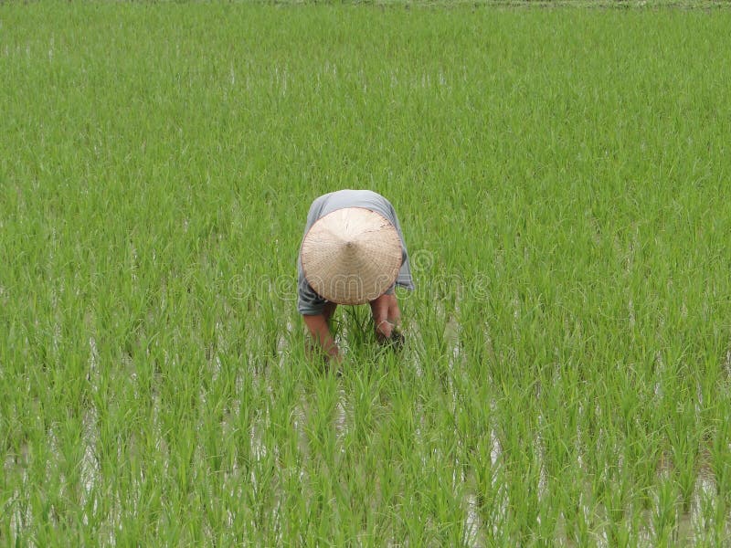 Weed in the Paddy Field of Sri Lankan Natural Ph9otos Editorial Image ...