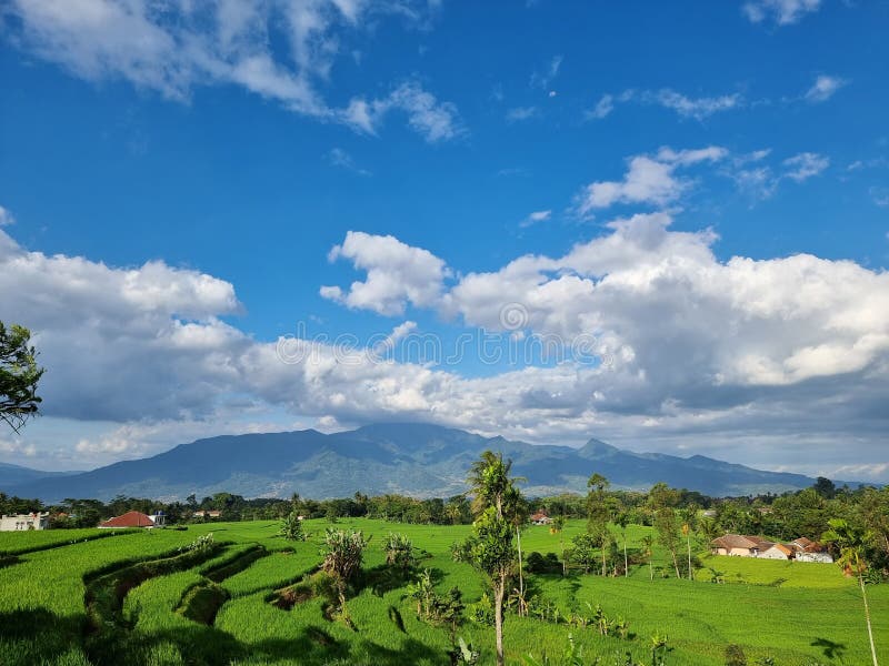 Paddy field view stock photo. Image of hill, grass, view - 258251032