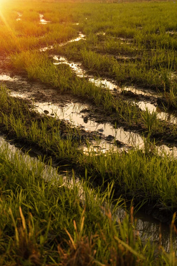 Paddy Field View with Background Sunset Stock Photo - Image of grain ...