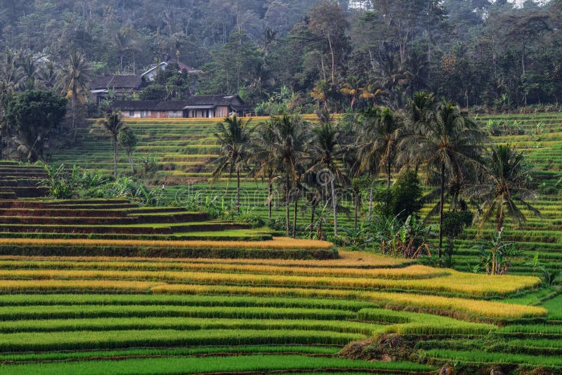 Paddy Field stock image. Image of journey, java, beautiful - 89099275