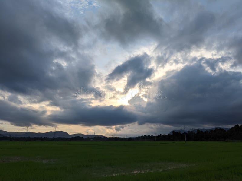 Paddy Field View during Late Evening Stock Photo - Image of field ...