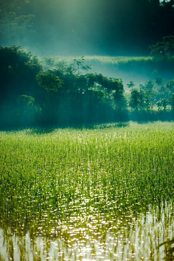 Paddy Field View in the Morning Stock Image - Image of crops, java ...