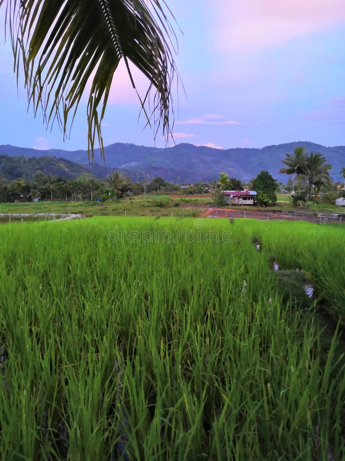 Paddy Field View from My Village Editorial Photography - Image of ...