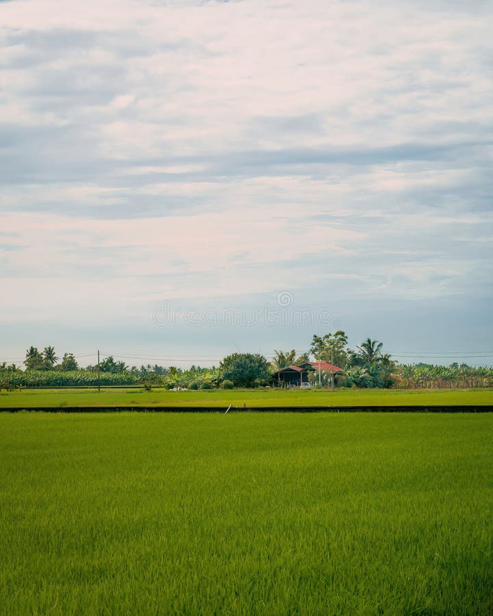 Paddy Field Village in the Morning Stock Photo - Image of summer, cloud ...
