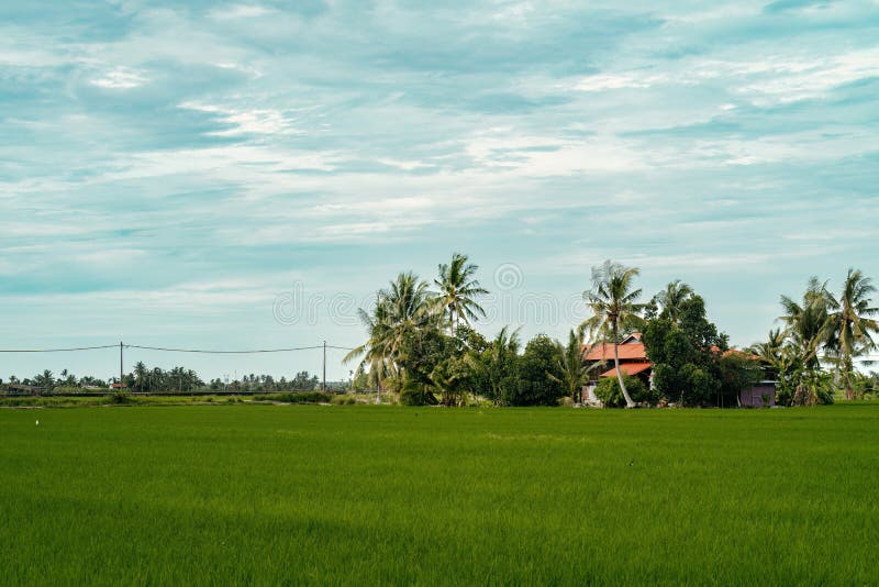 Paddy Field Village in the Morning Stock Image - Image of tree, water ...