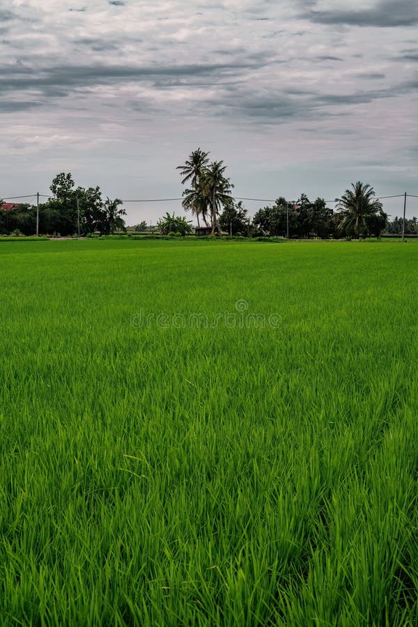 Paddy Field Village in the Morning Stock Image - Image of sunset ...