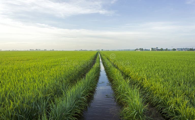 Paddy field stock photo. Image of foliage, nature, seed - 33745666
