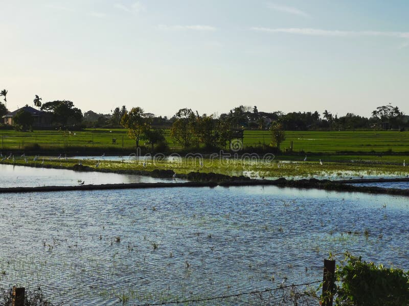 Paddy Field with Water Drainage System during Day Time. Selective Focus ...