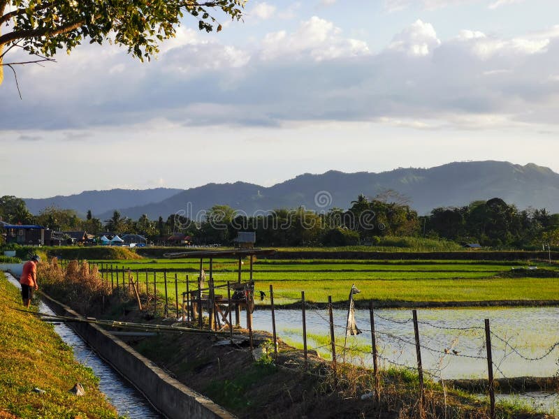 Paddy Field with Water Drainage System during Day Time. Selective Focus ...